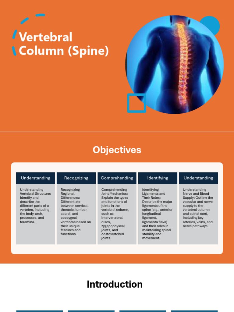 Vertebral Column (Spine) Anatomy | PDF | Vertebra | Vertebral Column