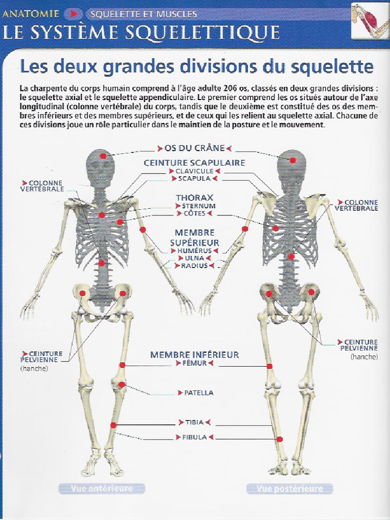le_systeme_squelette | PDF