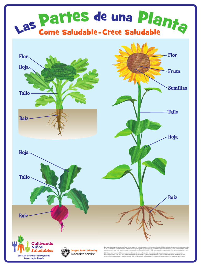 x2021 Spanish Plant Part Poster | PDF