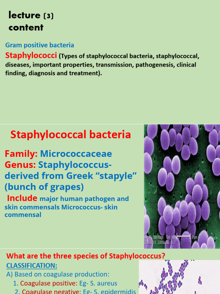 Staphylococcal Toxins lectuer 3 new م٣ | PDF | Staphylococcus ...