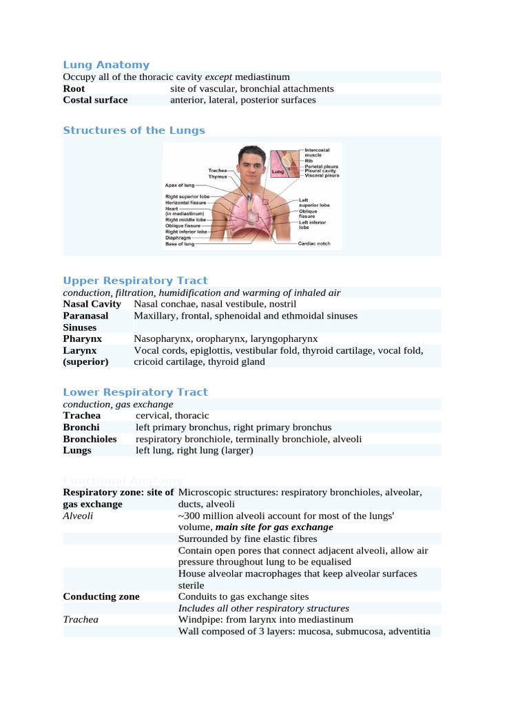 Respiratory System Pdf Respiratory Tract Lung