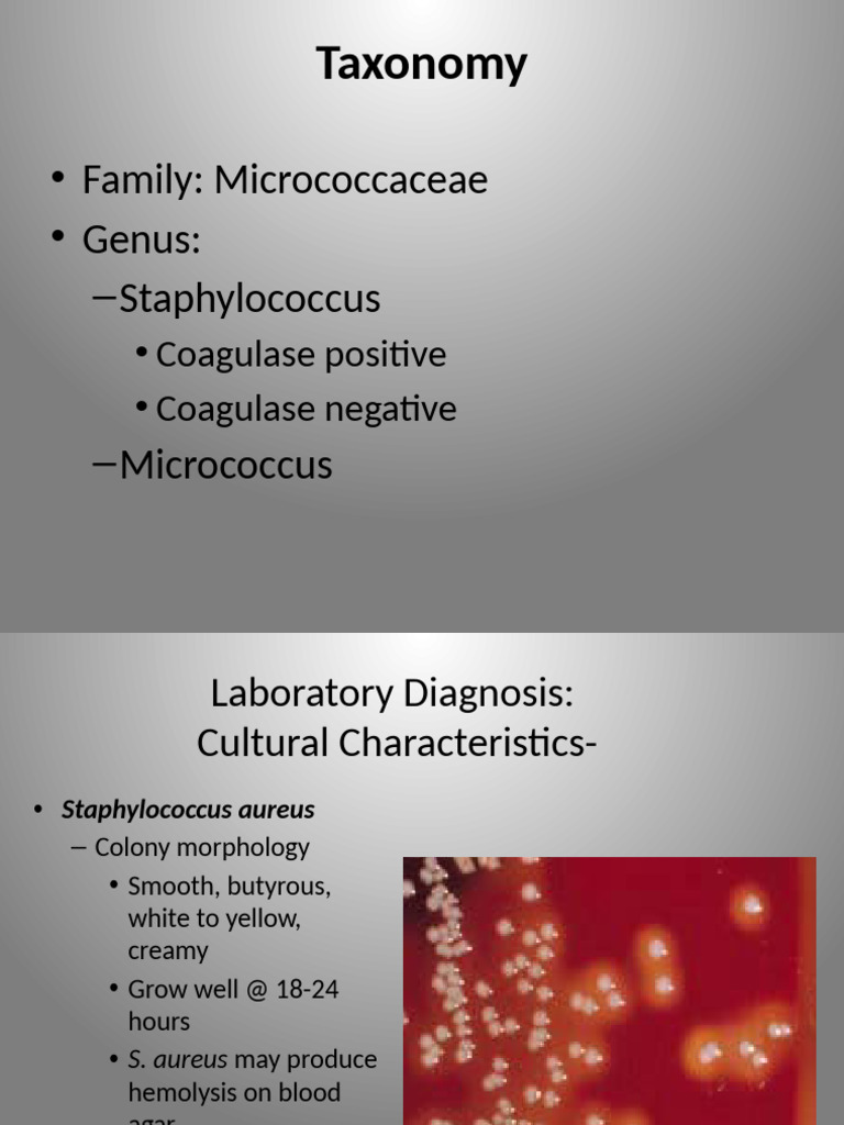 staphylococccus practical | PDF | Staphylococcus | Staphylococcus Aureus