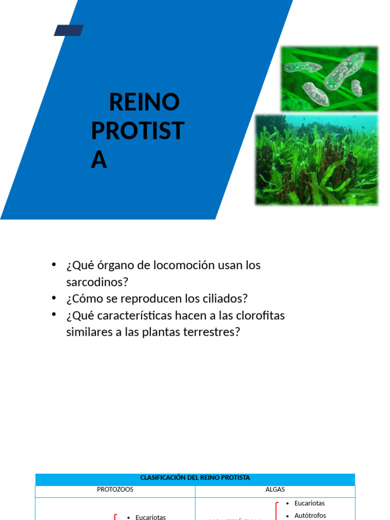 Clasificación del Reino Protista | PDF | Algas | Protozoos