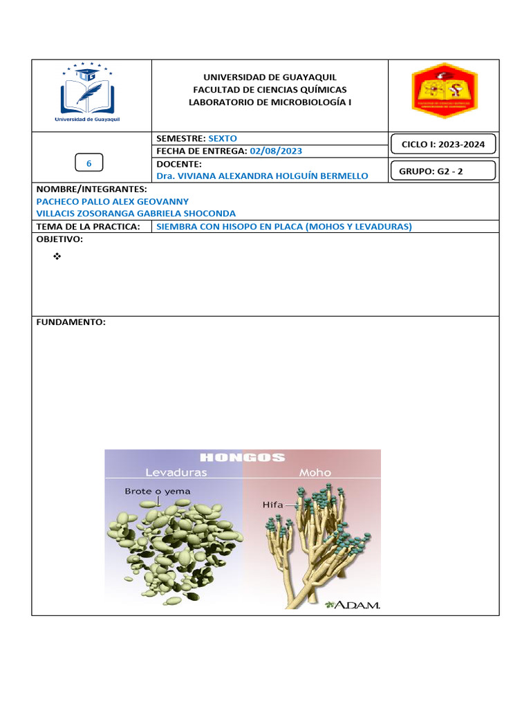Práctica #6 - Siembra Con Hisopo en Placa (Mohos y Levaduras) | PDF | Molde | Levadura