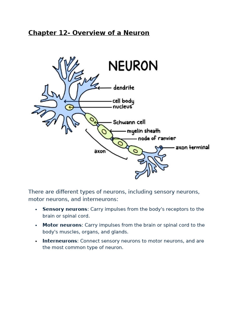 Neuron Function for Science Students | PDF | Action Potential | Neuron