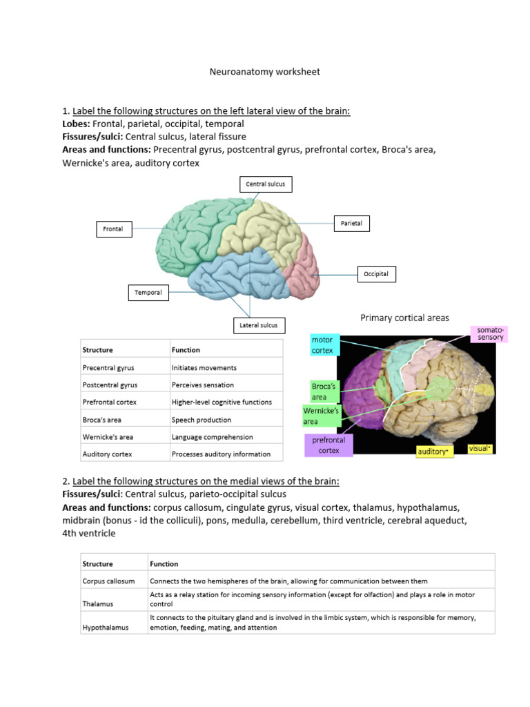 Neuroanatomy worksheet | PDF | Cerebral Cortex | Cerebellum