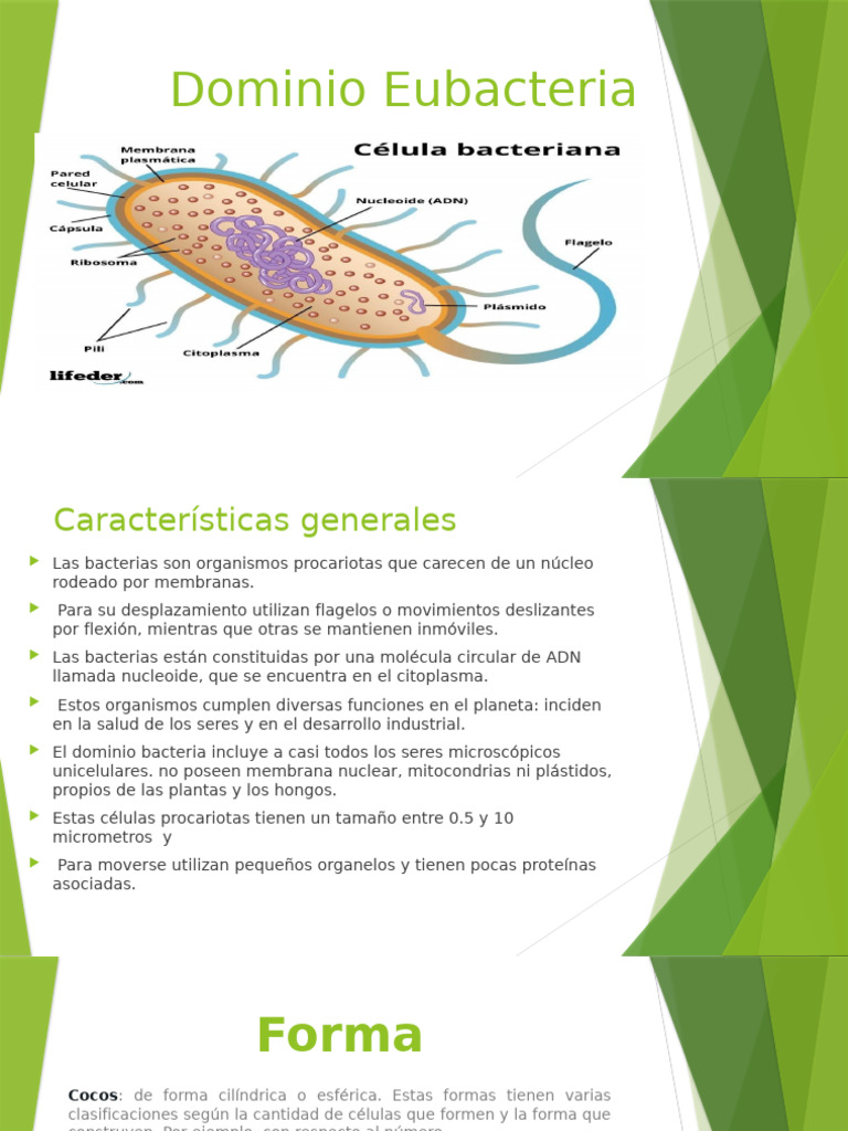 Características y funciones de Eubacterias | PDF | Las bacterias ...