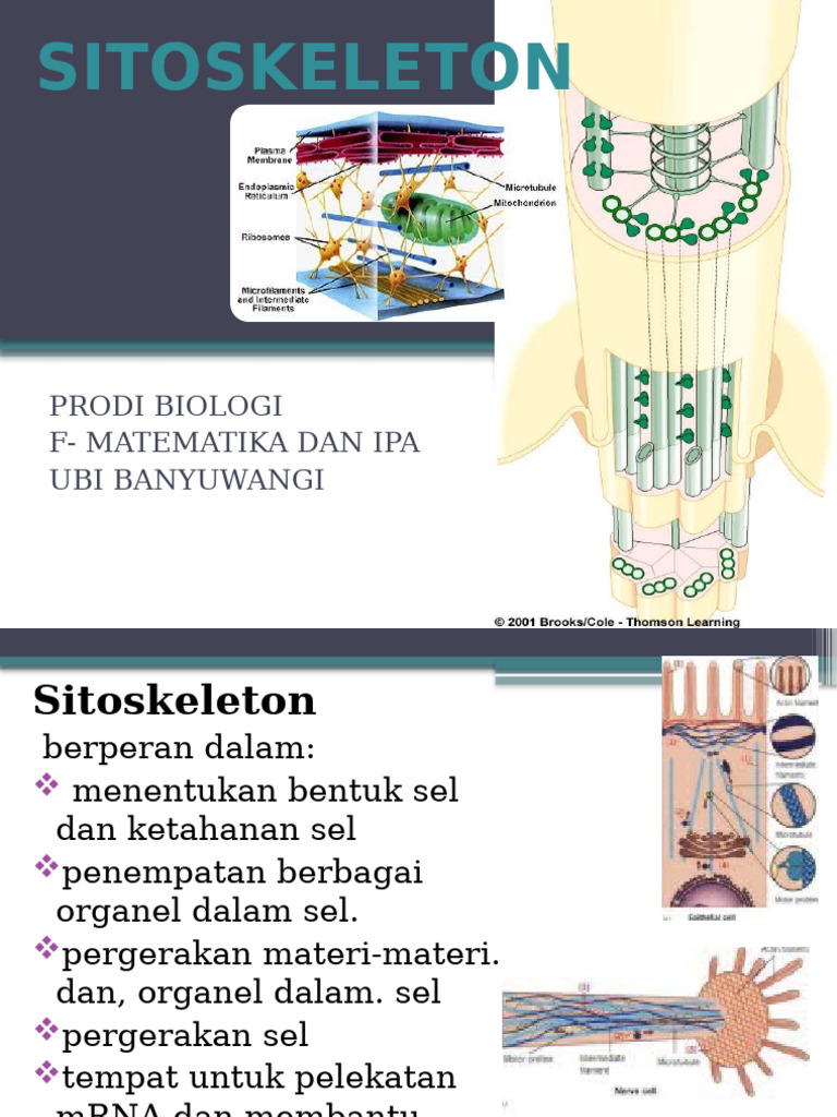 Sitoskeleton Bio UBI 2022 | PDF