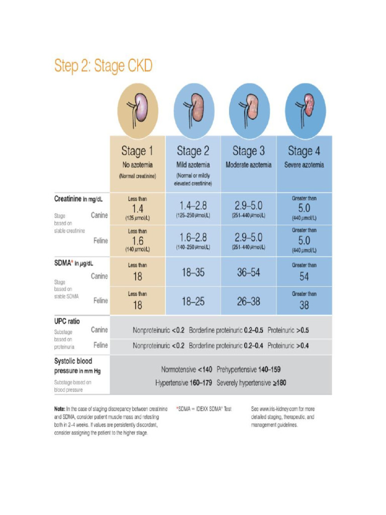 Kidney Disease Stages | PDF