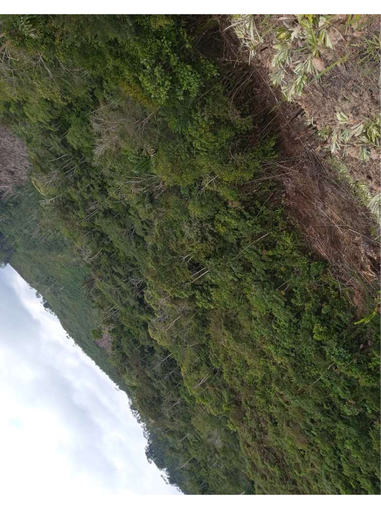 El Alcanfor - Foto panorámica | PDF