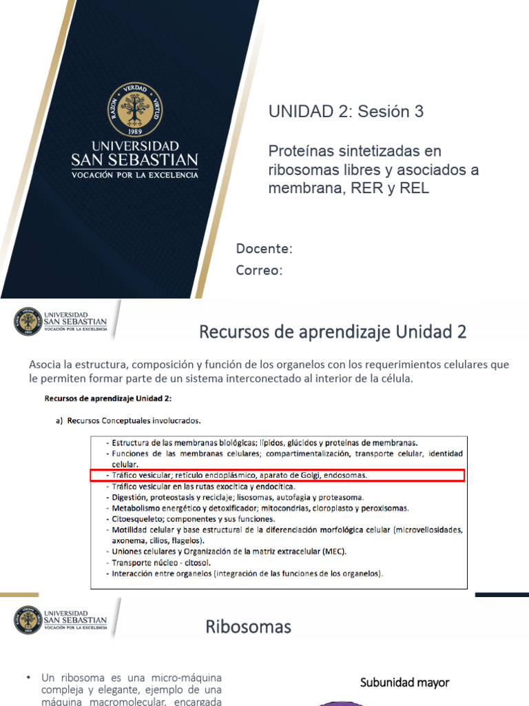Unidad 2 Sesión 04_Ribosomas_RER y REL_202310 | PDF | Retículo endoplásmico | Ribosoma