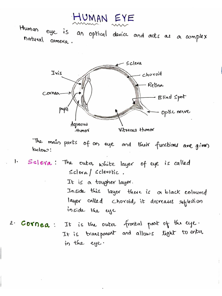 Human Eye and Its Colourful World | PDF