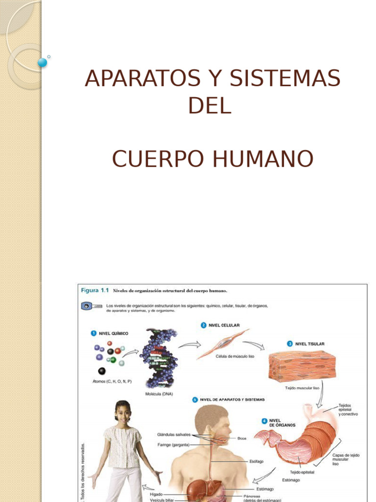 Aparatos y Sistemas del Cuerpo Humano | PDF