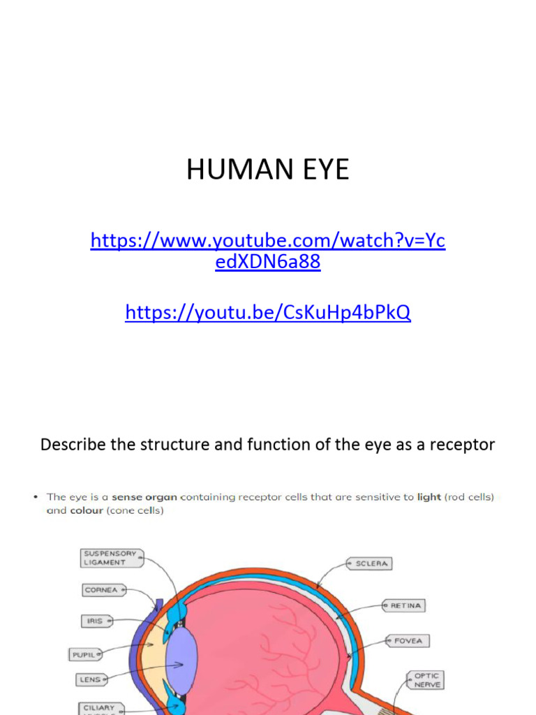Structure and Function of the Eye | PDF