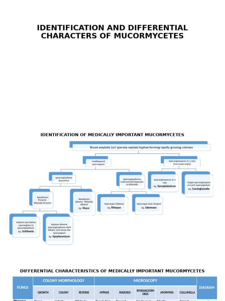 Identification and Differential Characters of Mucormycetes | PDF ...