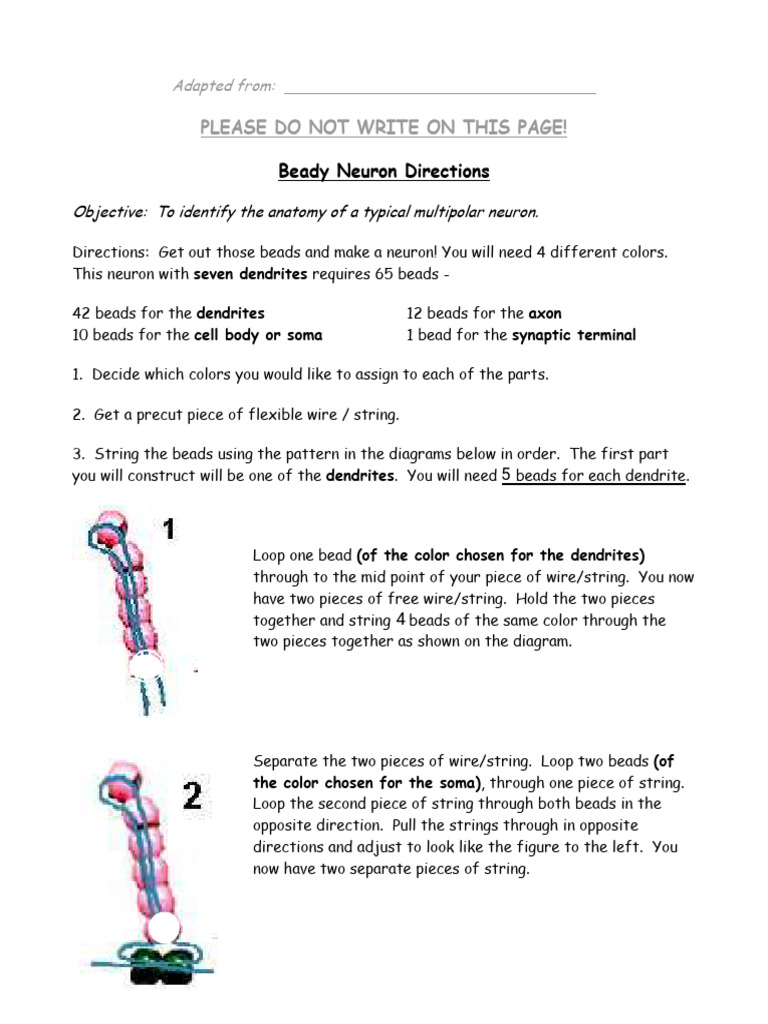Step by Step Beady Neuron | PDF | Dendrite | Neuron