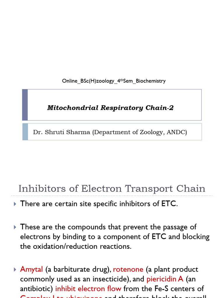 Mitochondrial Respiratory Chain - 2 | PDF | Adenosine Triphosphate ...