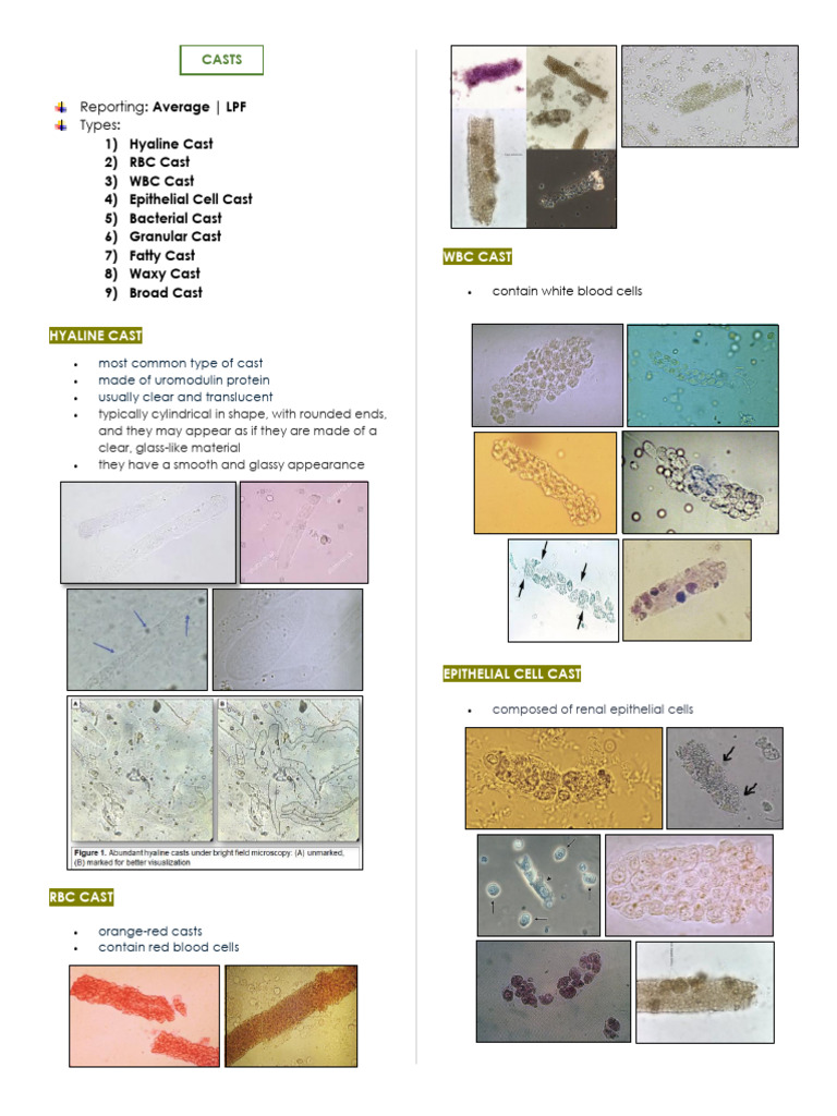 Casts - Laboratory Practical - Reviewer | PDF | Animal Anatomy ...