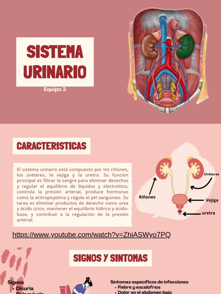 Sistema Urinario Equipo3 | PDF | Riñón | Sistema urinario