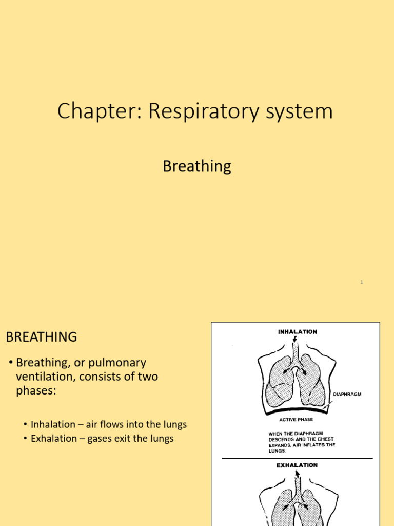 RESPIRATORY SYSTEM Part II Breathing Physiology v2 For Students | PDF ...