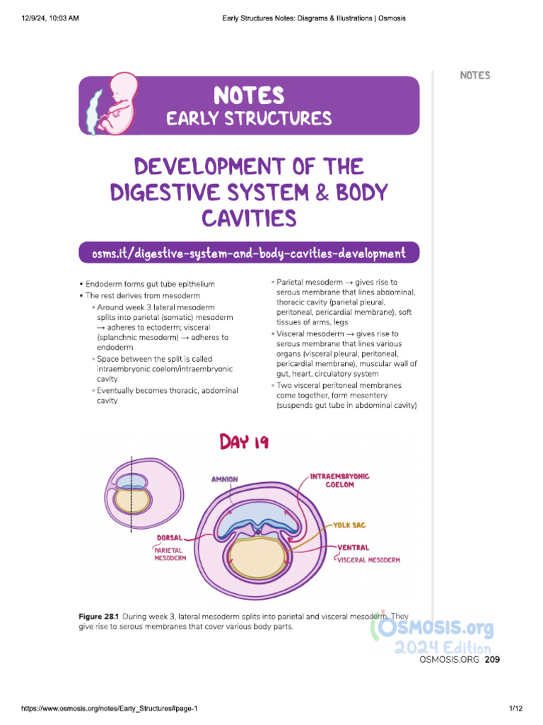 Embryo Placenta and Membranes Development | PDF