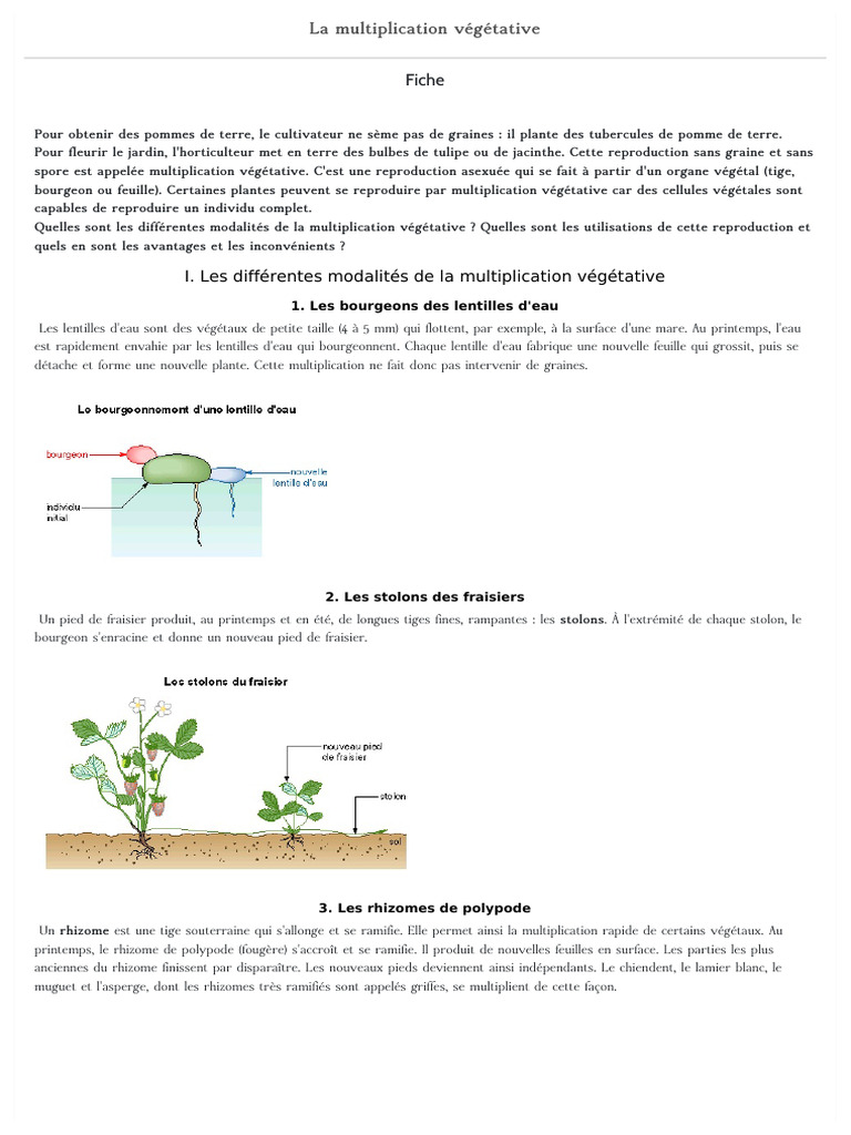 Techniques de multiplication végétative | PDF | Greffe (botanique) | Bulbe