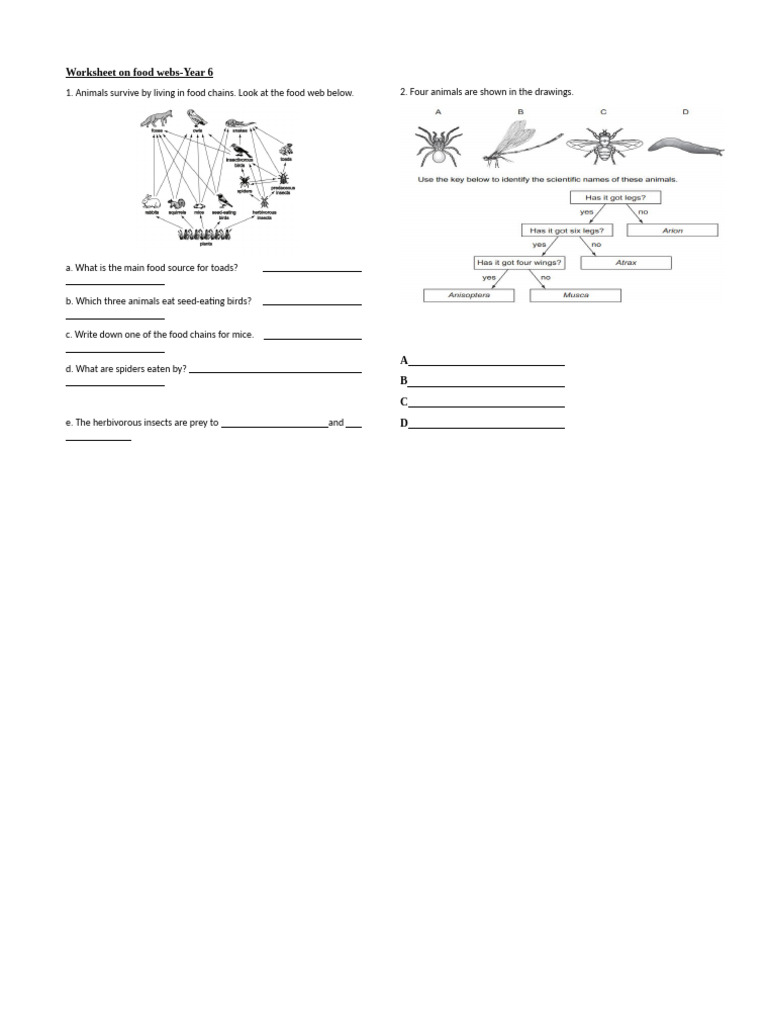 Worksheet On Food Webs and ID Keys Y6t1 | PDF