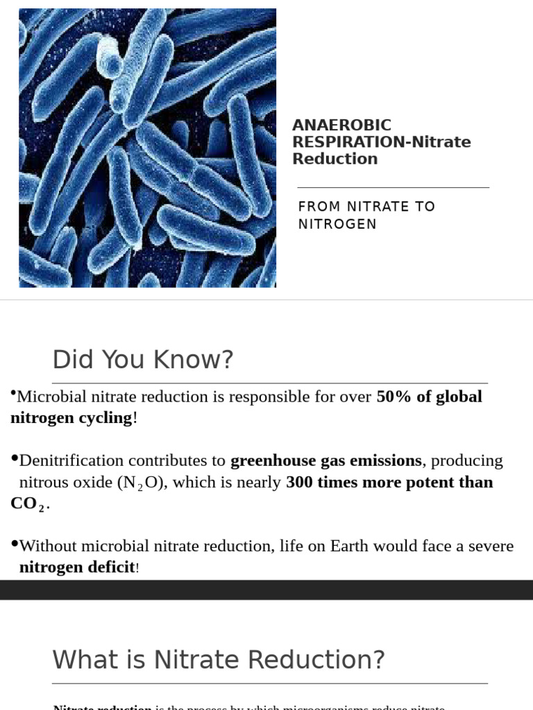 Anaerobic Respiration Nitrate Reduction Pdf Nitrate Nitrogen