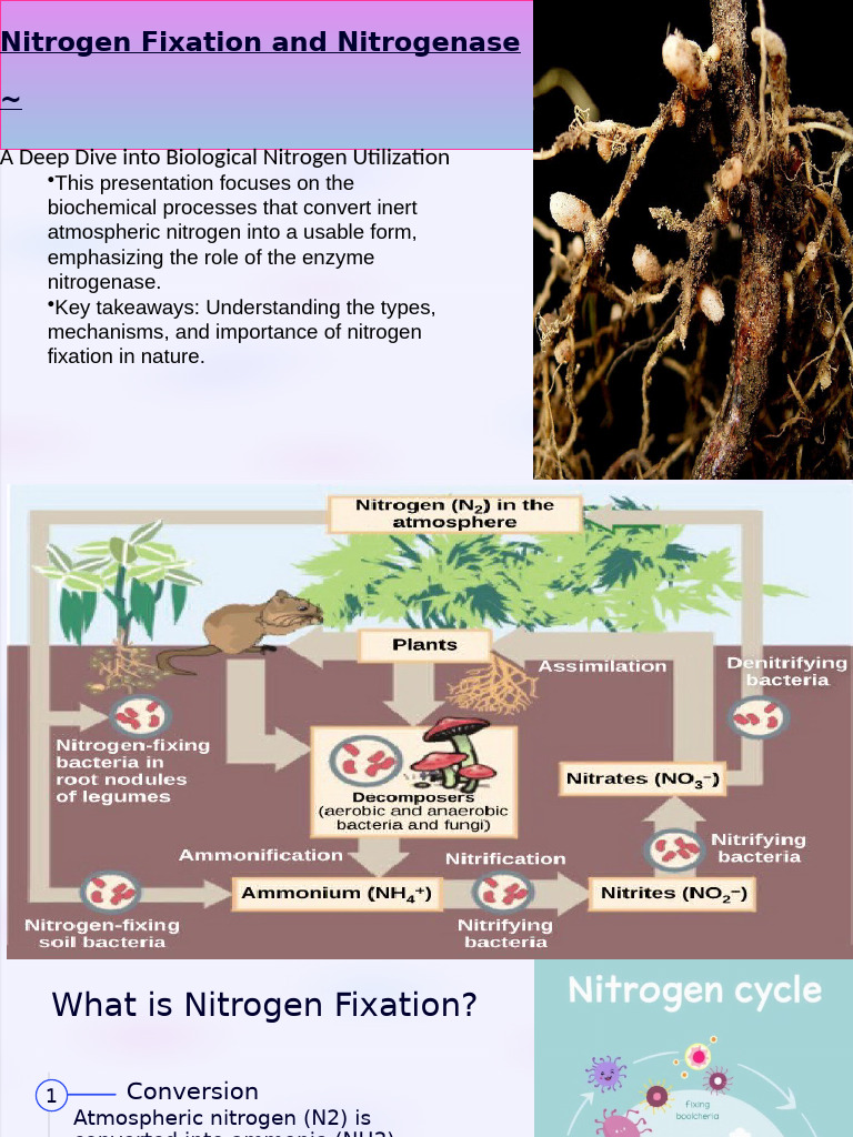 Nitrogen Fixation: Role of Nitrogenase | PDF | Biochemistry | Chemistry