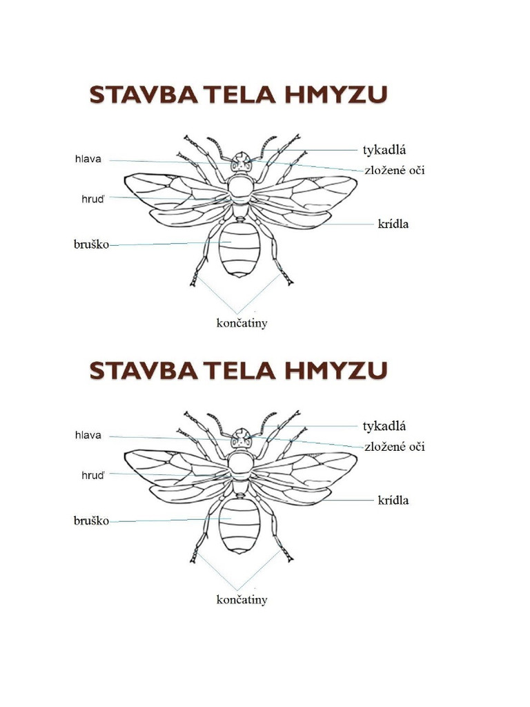 Stavba Tela Hmyzu | PDF
