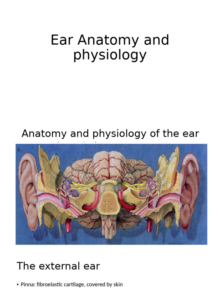 1. Ear Anatomy and Physiology | PDF | Vertigo | Ear