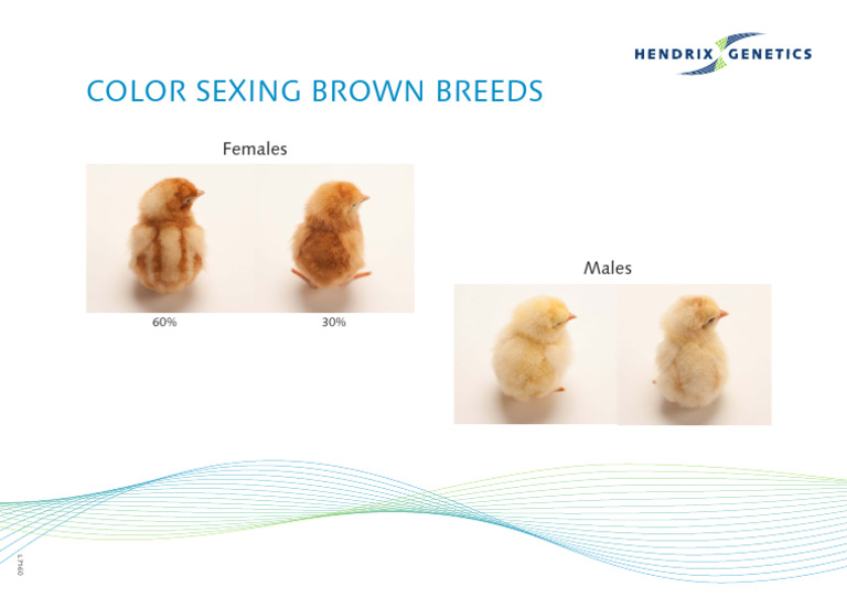 Color Sexing Brown Breeds Hendrix Genetics Layers | PDF