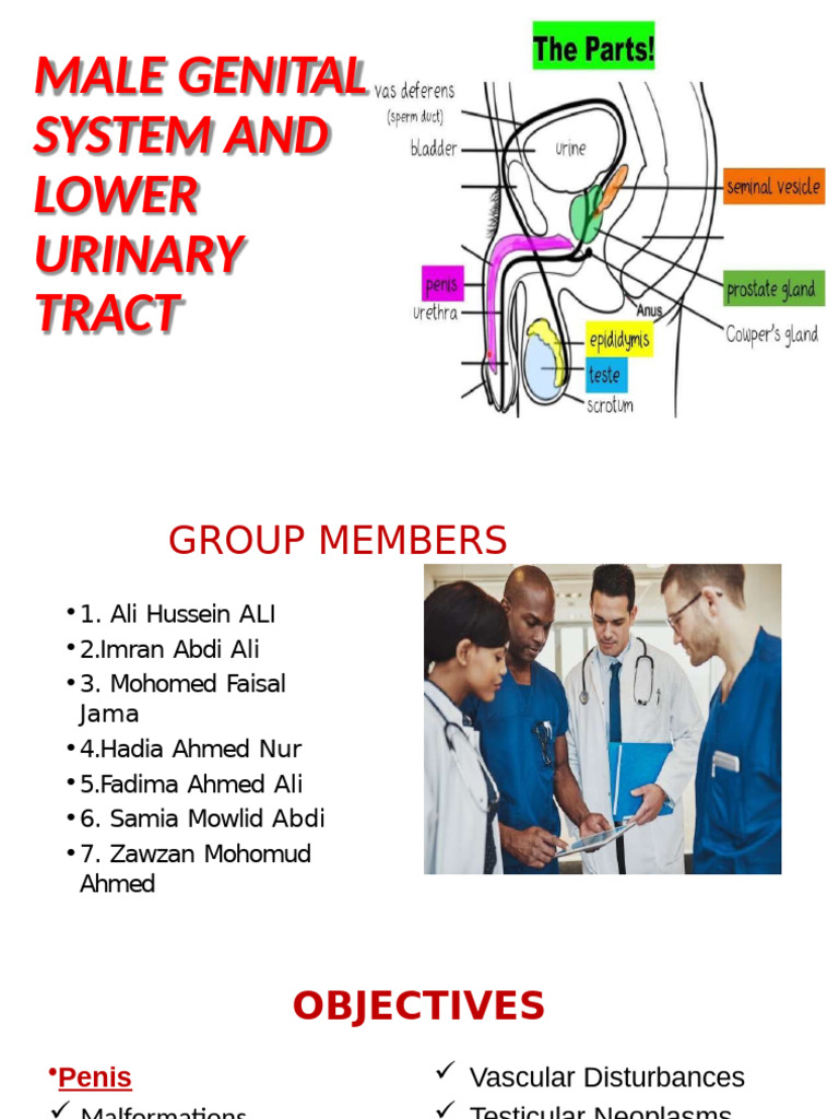 Male Pathology 4 | PDF | Prostate Cancer | Prostate