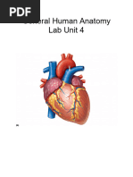 Labeled Human Torso Model Activity | PDF | Human Body | Organ (Anatomy)