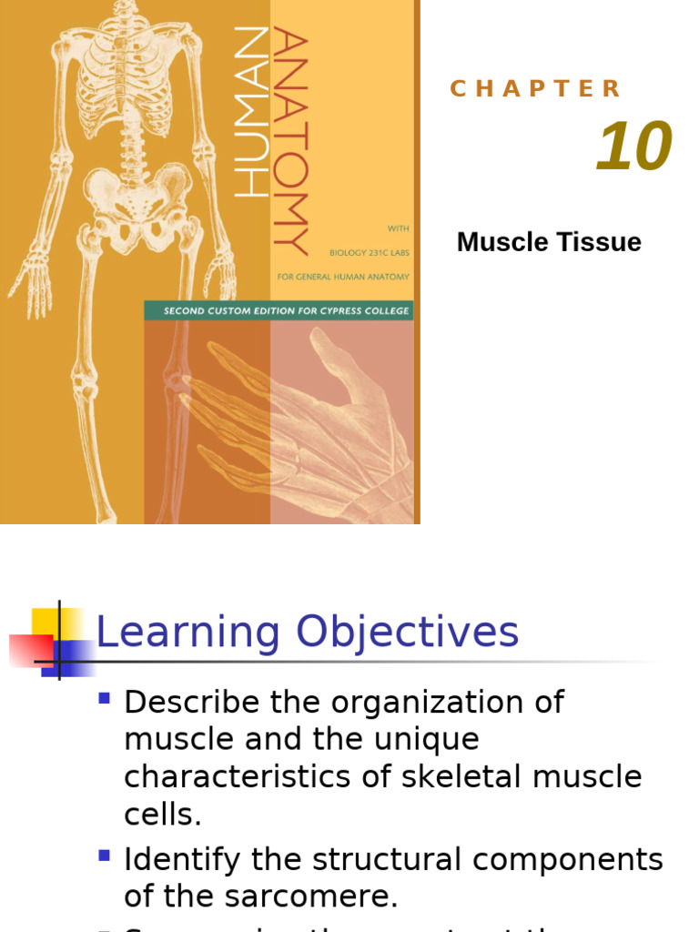 10 Muscles | PDF | Muscle | Motor Neuron
