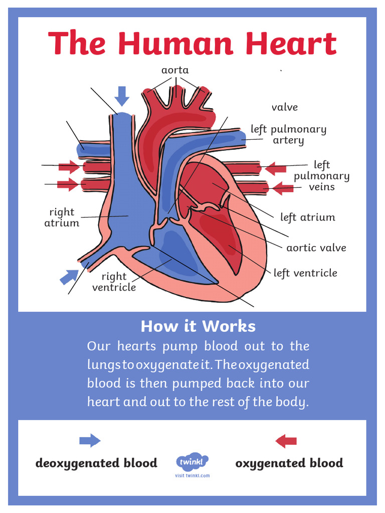 the-human-heart-diagram-display-poster_ver_5 | PDF