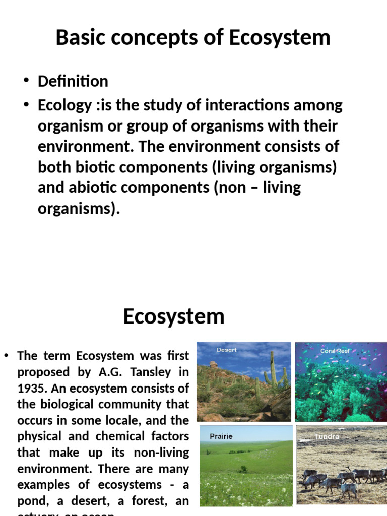 Ecosystem Basics: Concepts & Components | PDF | Ecosystem | Food Web
