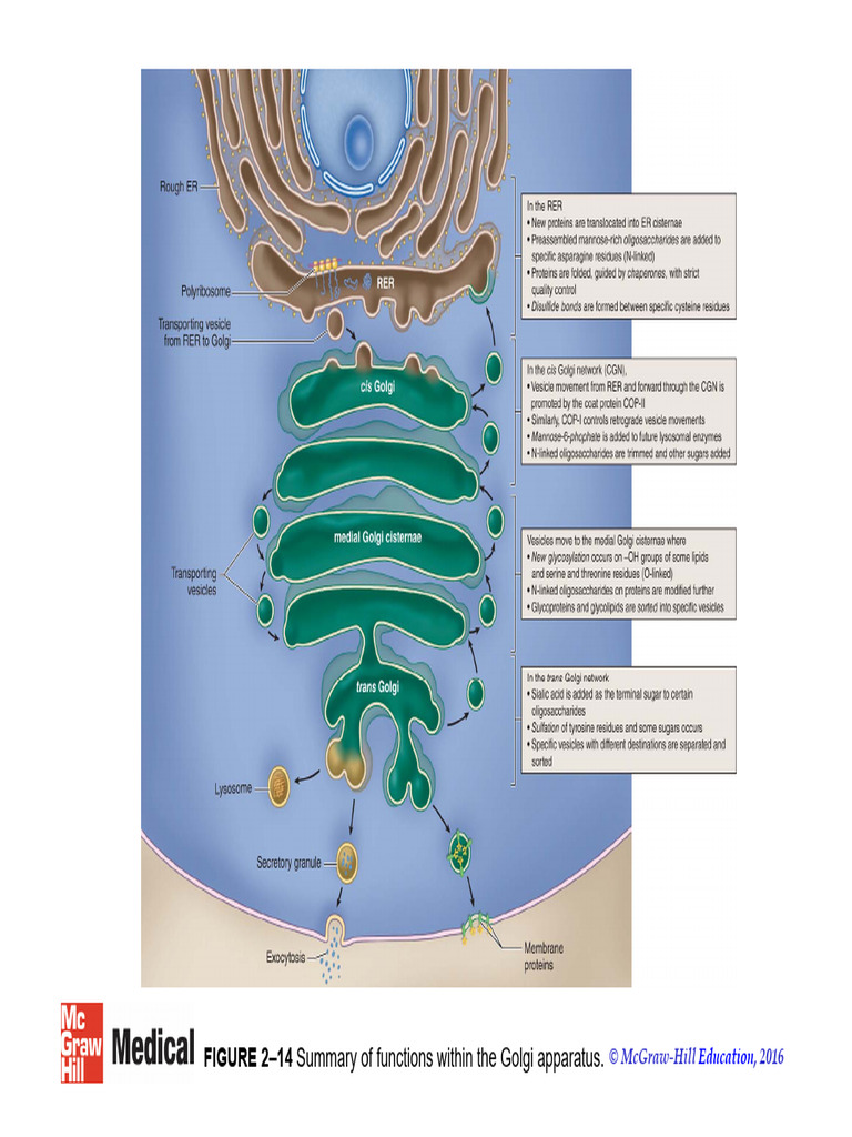 Unit 13. Golgi Functions (Figure 2-14, Junqueira's Basic Histology) | PDF