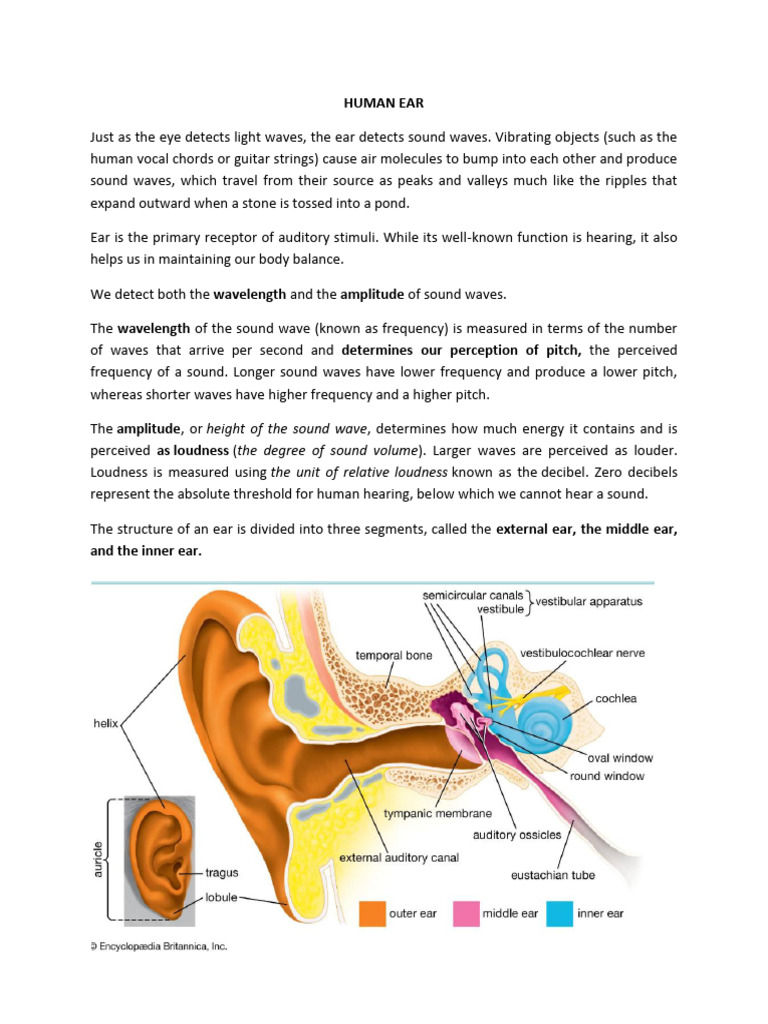 Human Ear | PDF | Ear | Sound