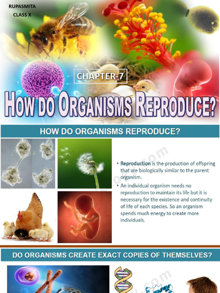HOW DO ORGANISM REPRODUCE | PDF
