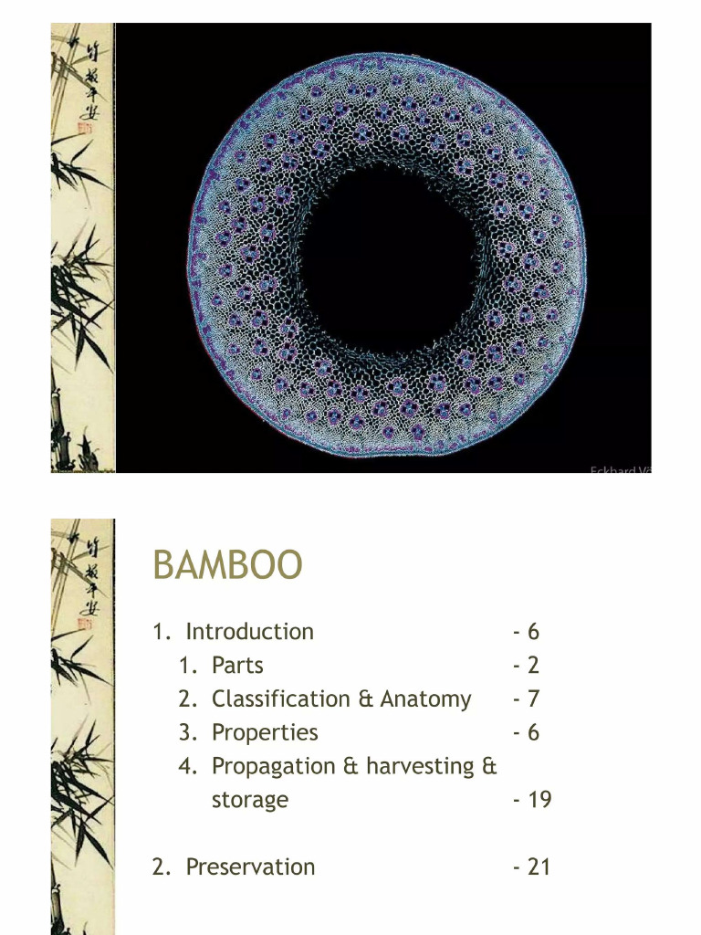 Bamboo | PDF