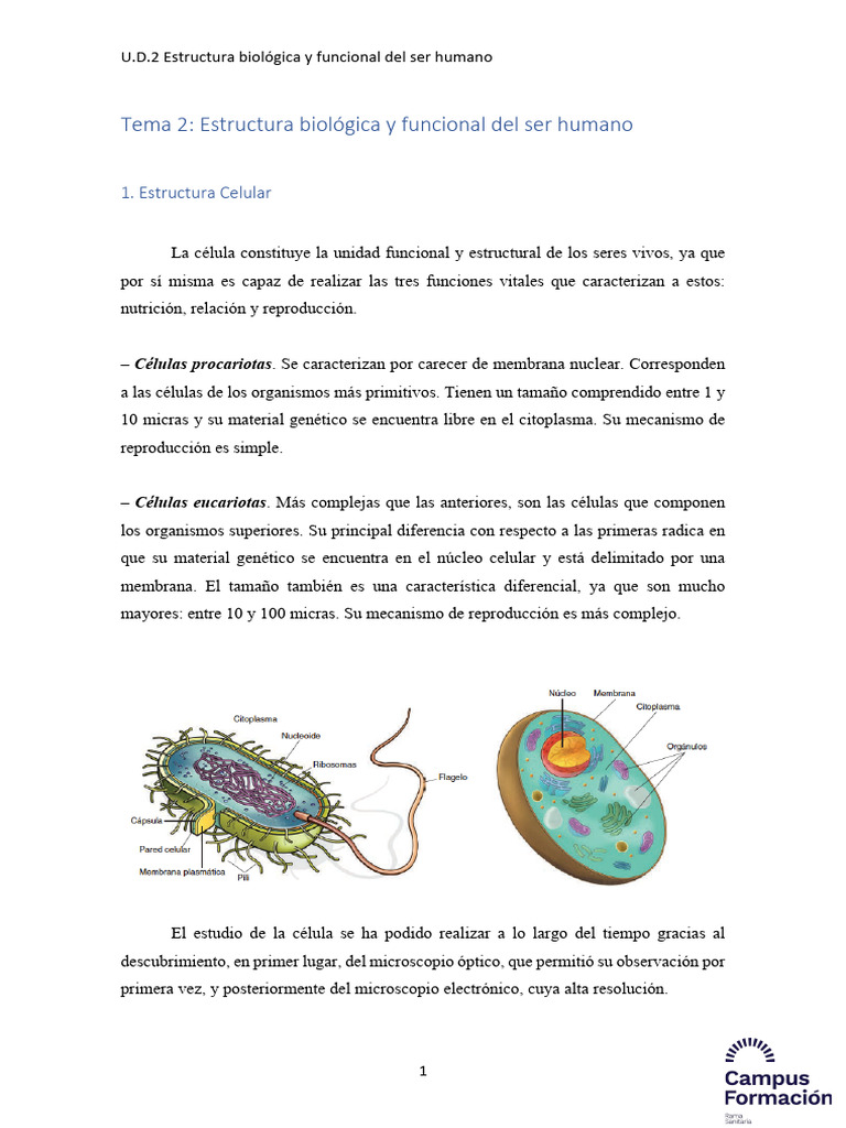 Estructura y Función de las Células Eucariotas | PDF | Epitelio ...