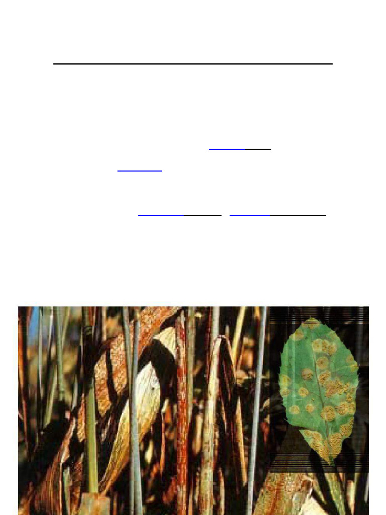 A Sec Disease of Rabi | PDF | Botany | Mycology