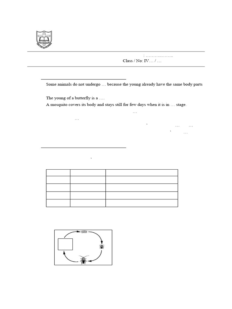 Life Cycles: Metamorphosis Worksheet | PDF | Insects | Hexapoda