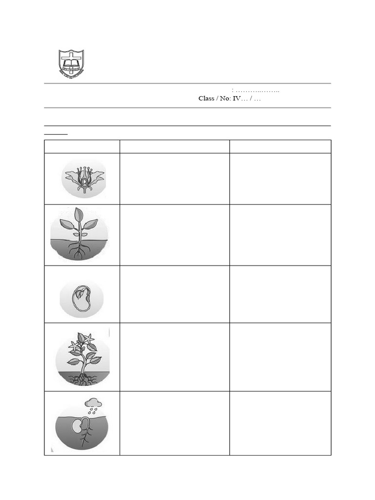 Life Cycles: Plants and Animals Worksheet | PDF | Flowers ...