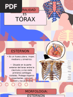 Anatomía y Clasificación de las Costillas | PDF | Anatomía humana ...