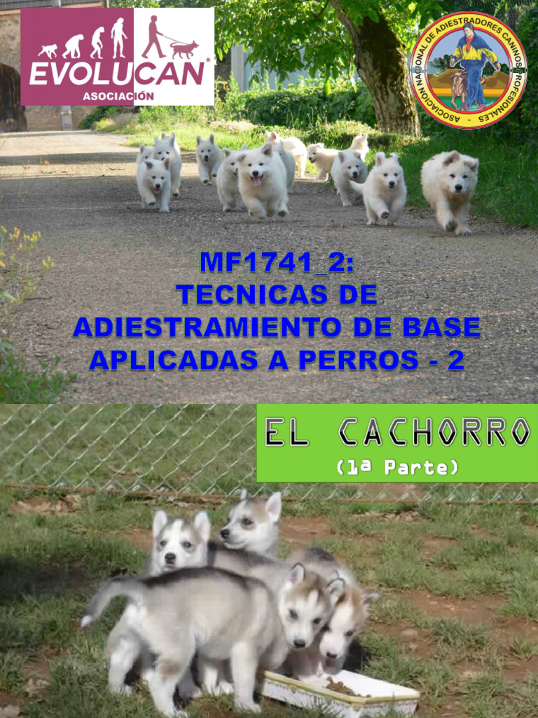 2- EL CACHORRO | PDF | Aprendizaje | Cerebro