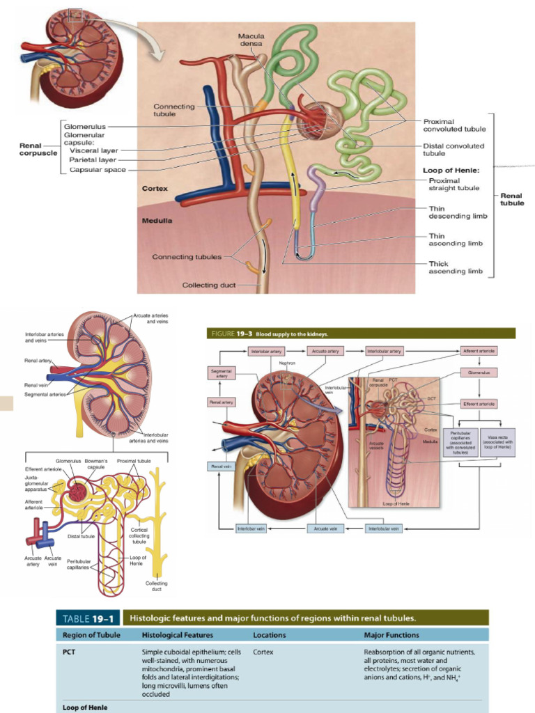 Kidneys | PDF