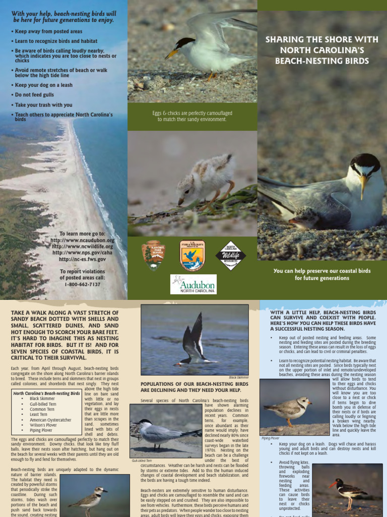 Beach_nesting_Bird_Brochure | PDF | Birds | Ornithology