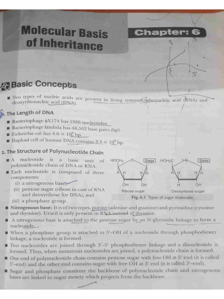 Molecular Basis of Inheritance (Class-Xll Biology) | PDF